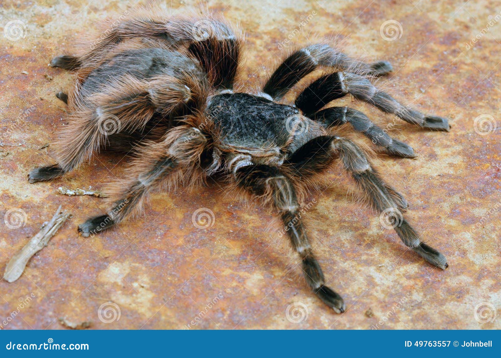 Brazilian Red Tarantula stock image. Image of arachnid - 49763557