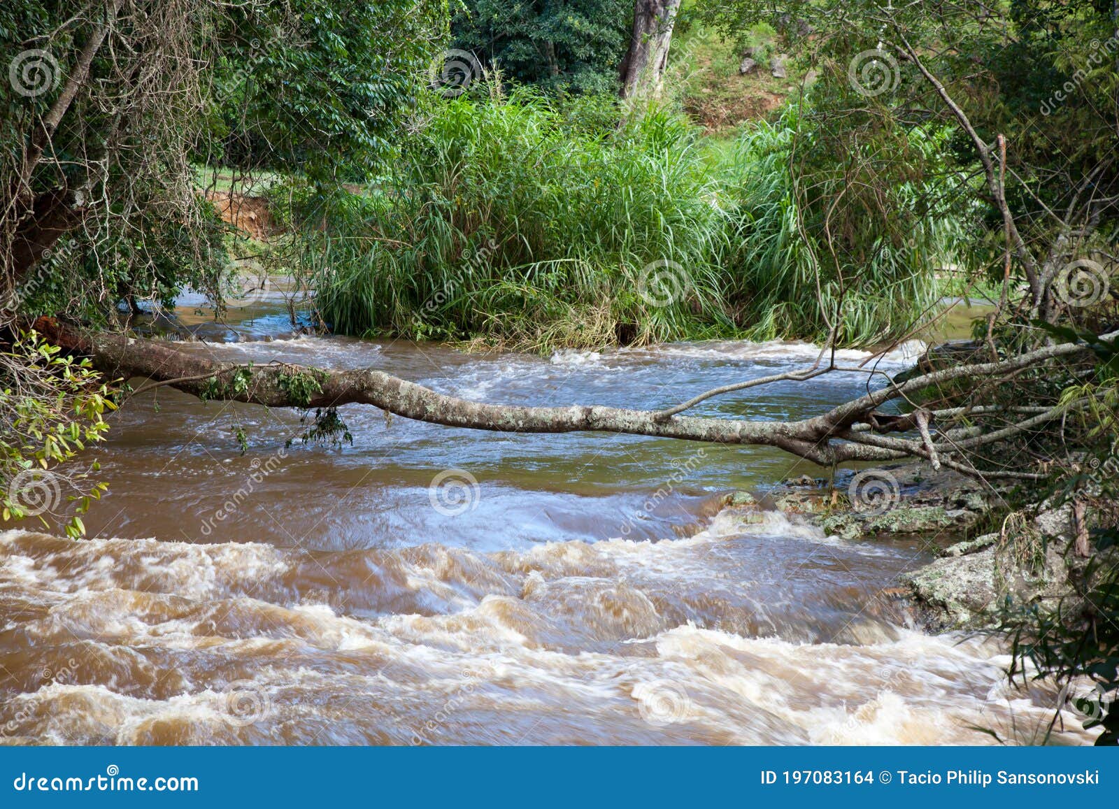 Brazilian River in Rain Forest Stock Photo - Image of brazilian, jungle ...