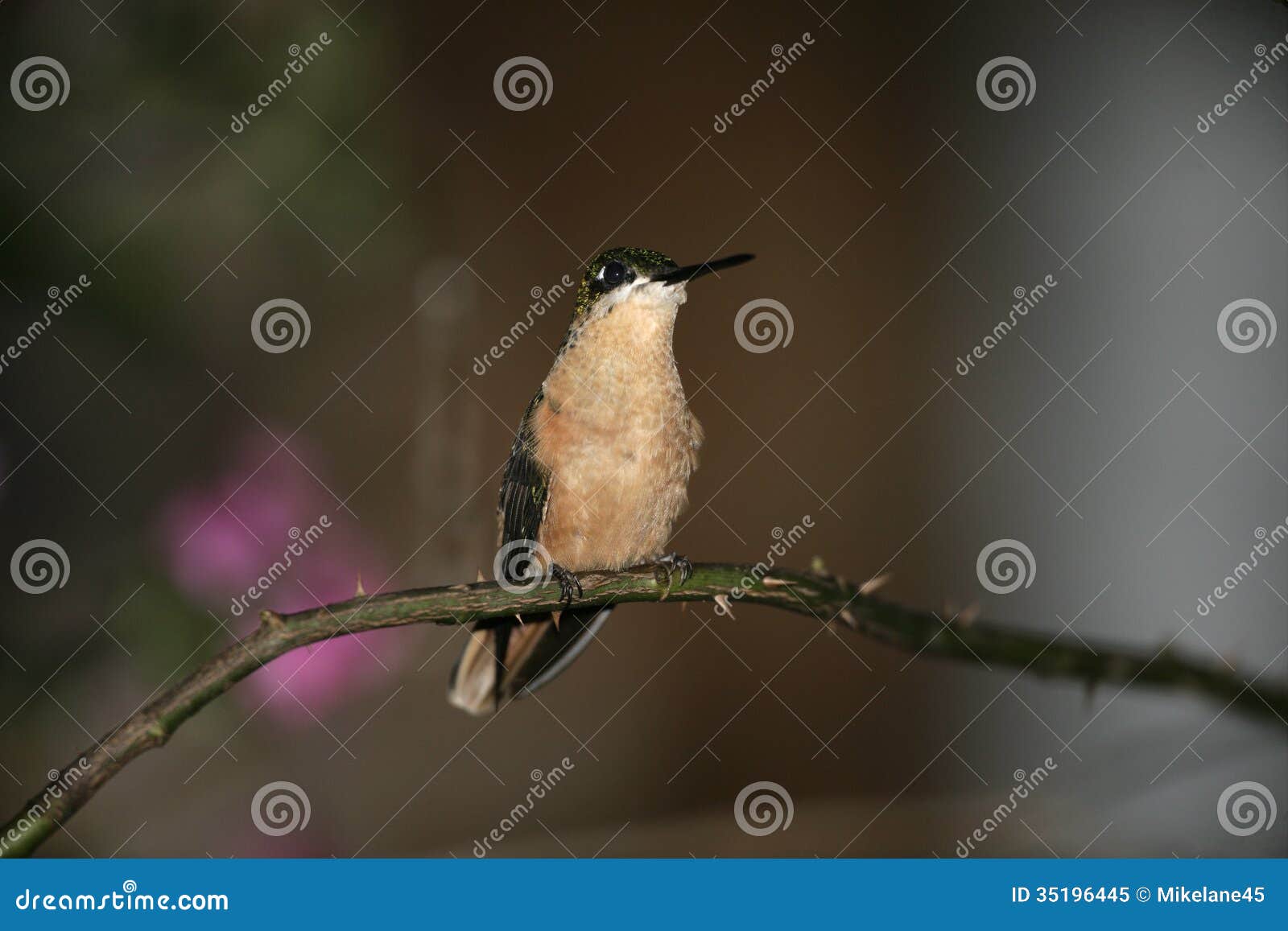 Brazilian Ruby, Clytolaema Rubricauda Stock Image - Image of bird ...
