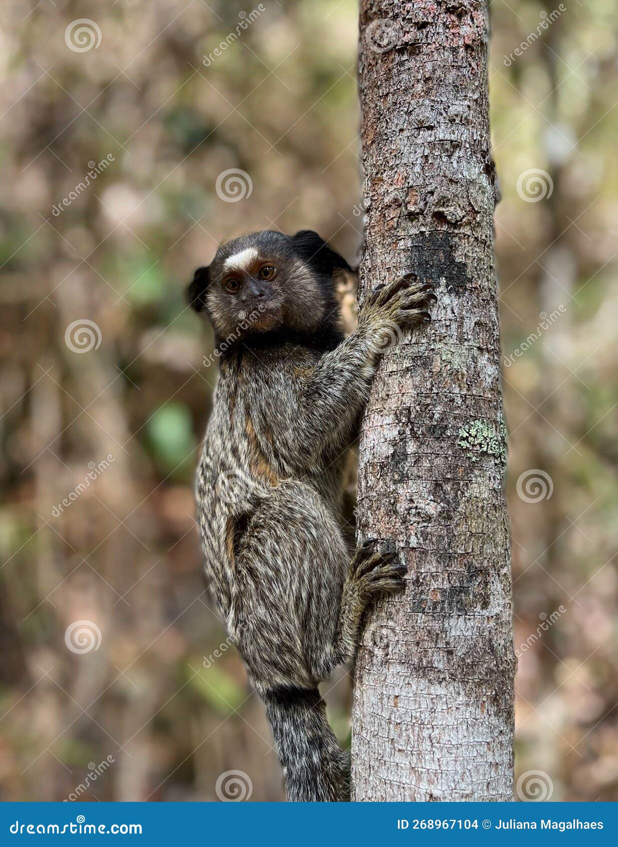 Brazilian Monkeys in Park Trees Stock Photo - Image of park, primate ...