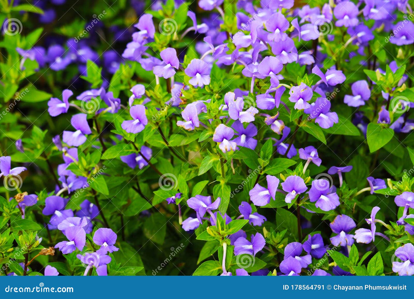 Brazilian Snapdragon, Amazon Blue is Biennial Plants that Can Be ...