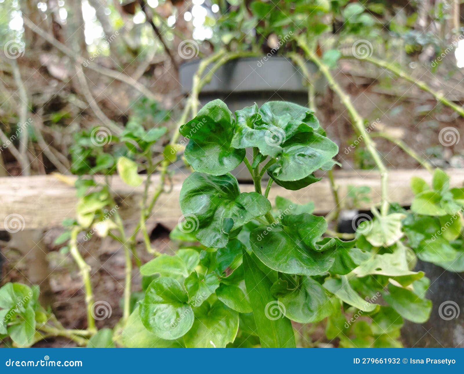 Brazilian Spinach Growing Out of a Plant Pot Stock Photo - Image of ...