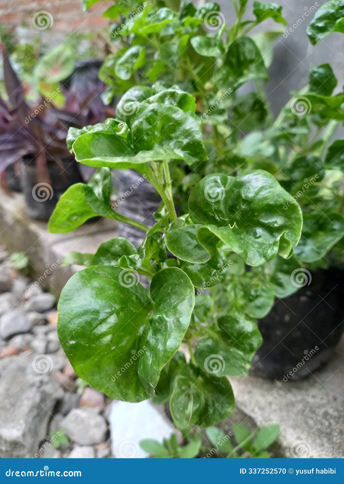 Brazilian Spinach in the Pot Stock Photo - Image of spinach, brazilian ...