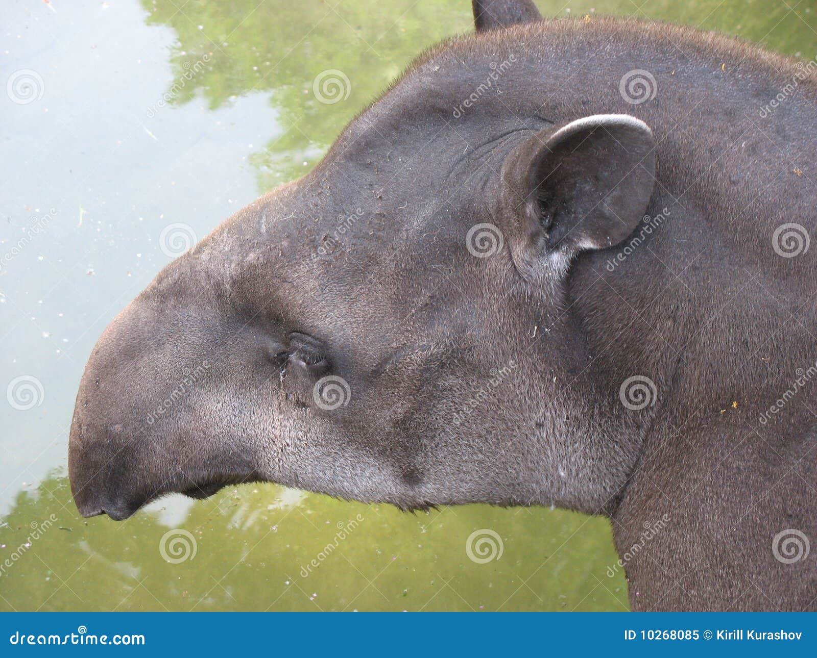 Brazilian tapir stock image. Image of wildlife, head - 10268085