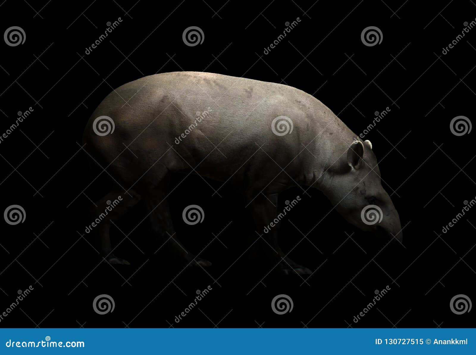 Brazilian Tapir in the Dark Stock Image - Image of tapir, herbivore ...
