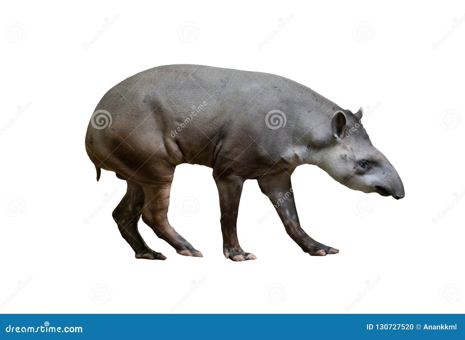 Brazilian tapir isolated stock photo. Image of herbivore - 130727520