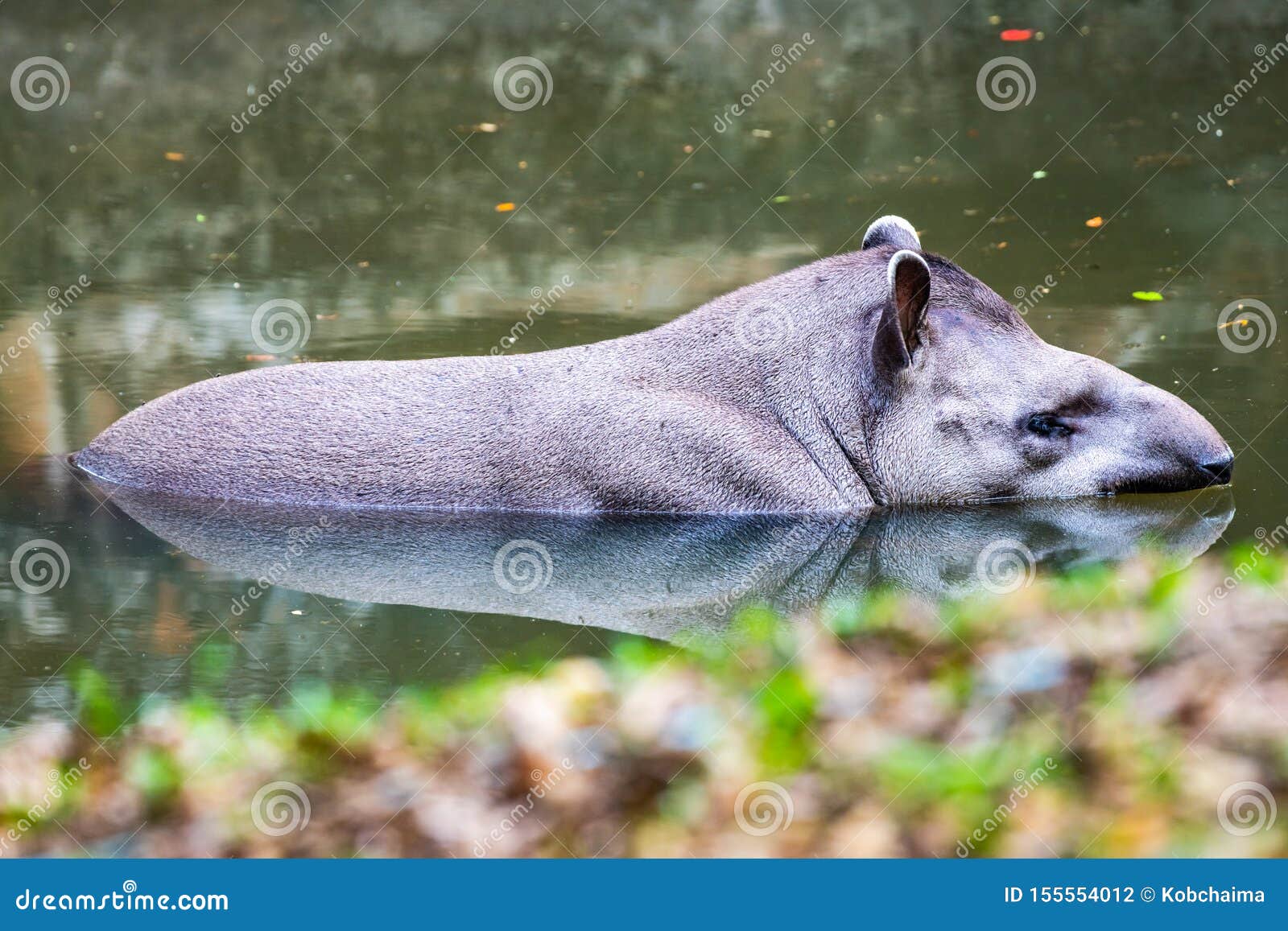 Brazilian Tapir in the Water Stock Photo - Image of lowland, america ...