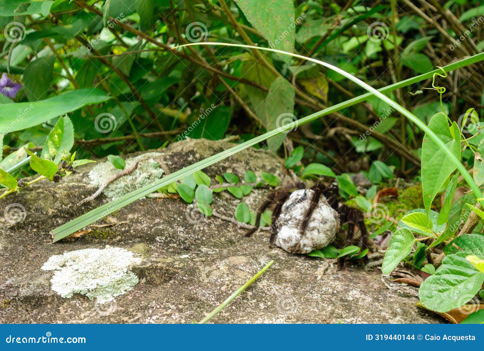 Brazilian Tarantula Spider, Theraphosidae, with Egg Sac on Its Paws ...