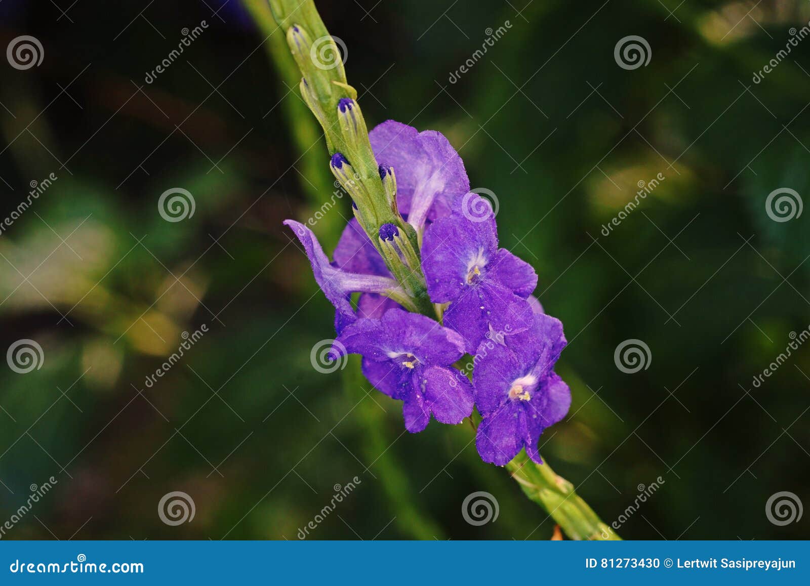 Brazilian Tea flowers stock photo. Image of green, weed - 81273430