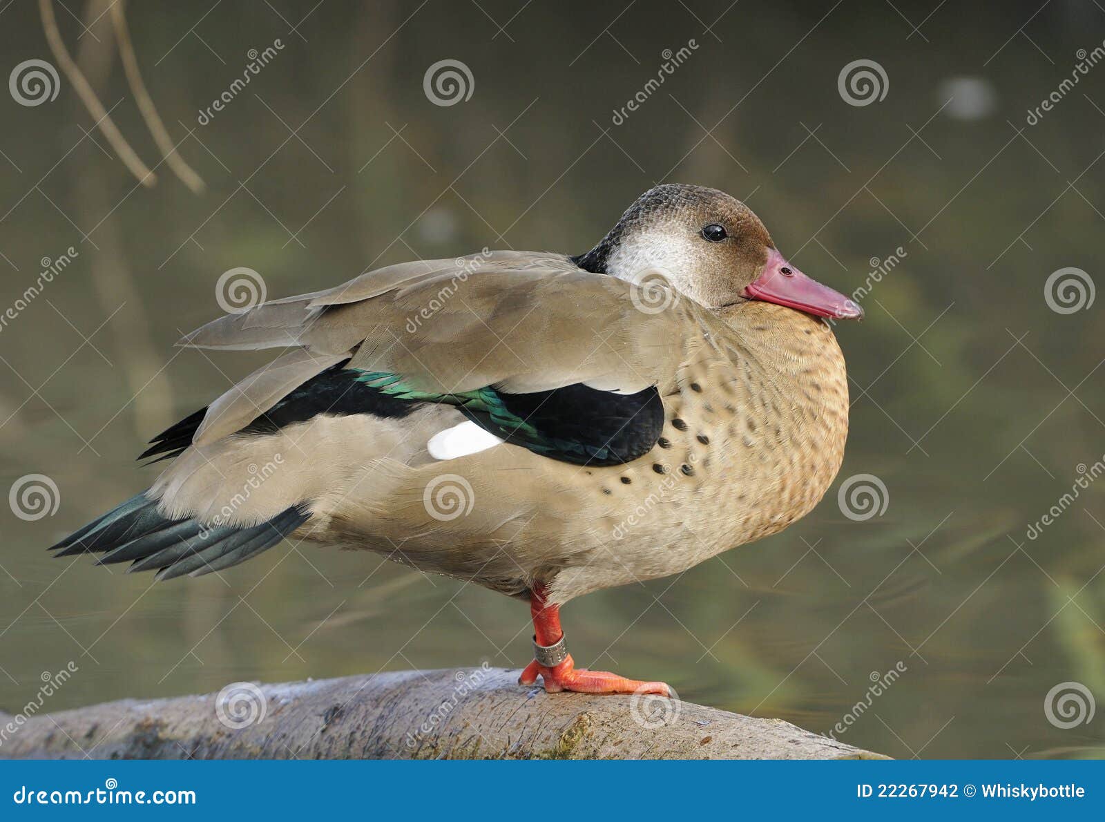 Brazilian Teal Duck stock photo. Image of horizontal - 22267942