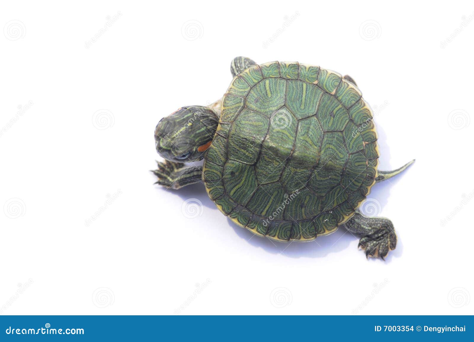 The Brazilian turtle stock photo. Image of white, scripta - 7003354
