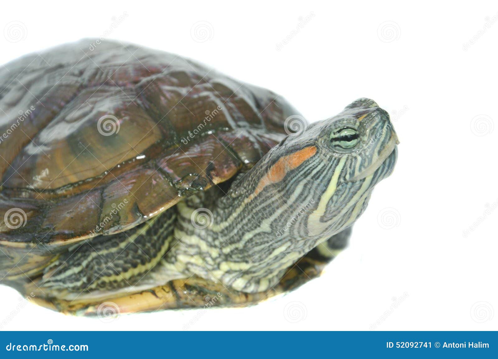 Brazilian turtle stock image. Image of reptile, biology - 52092741