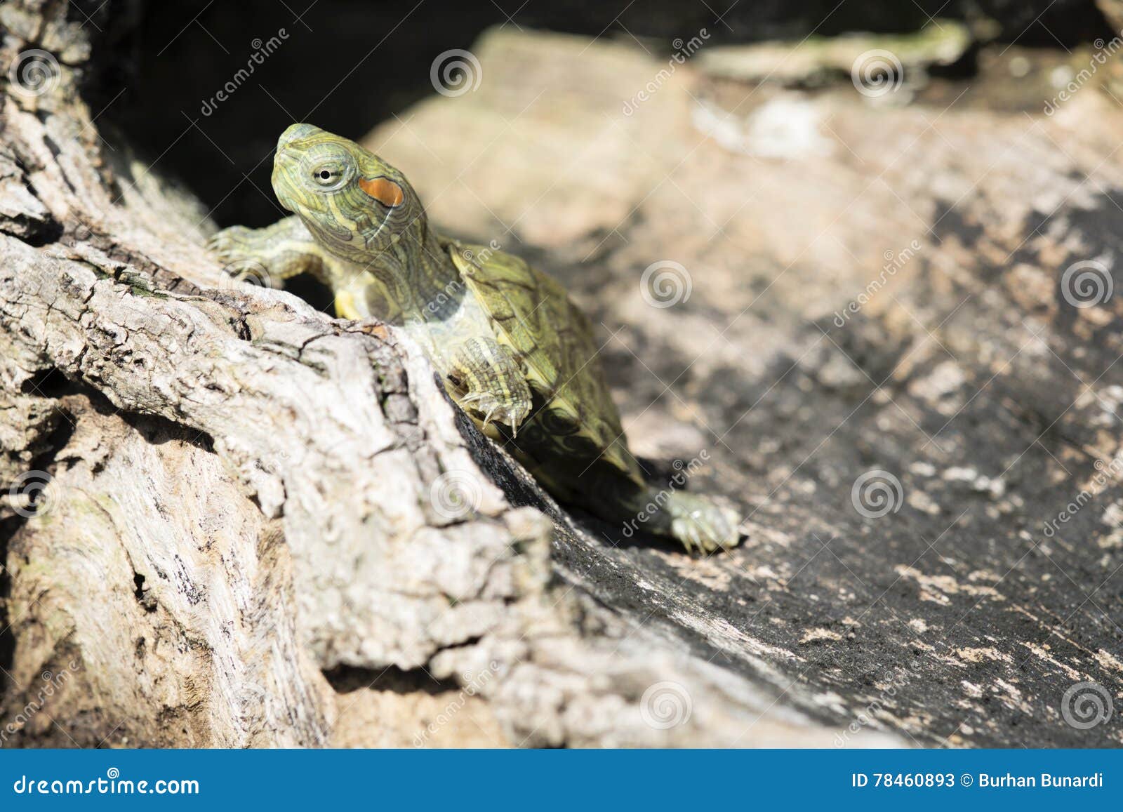 The Brazilian turtle stock image. Image of reptile, eared - 78460893