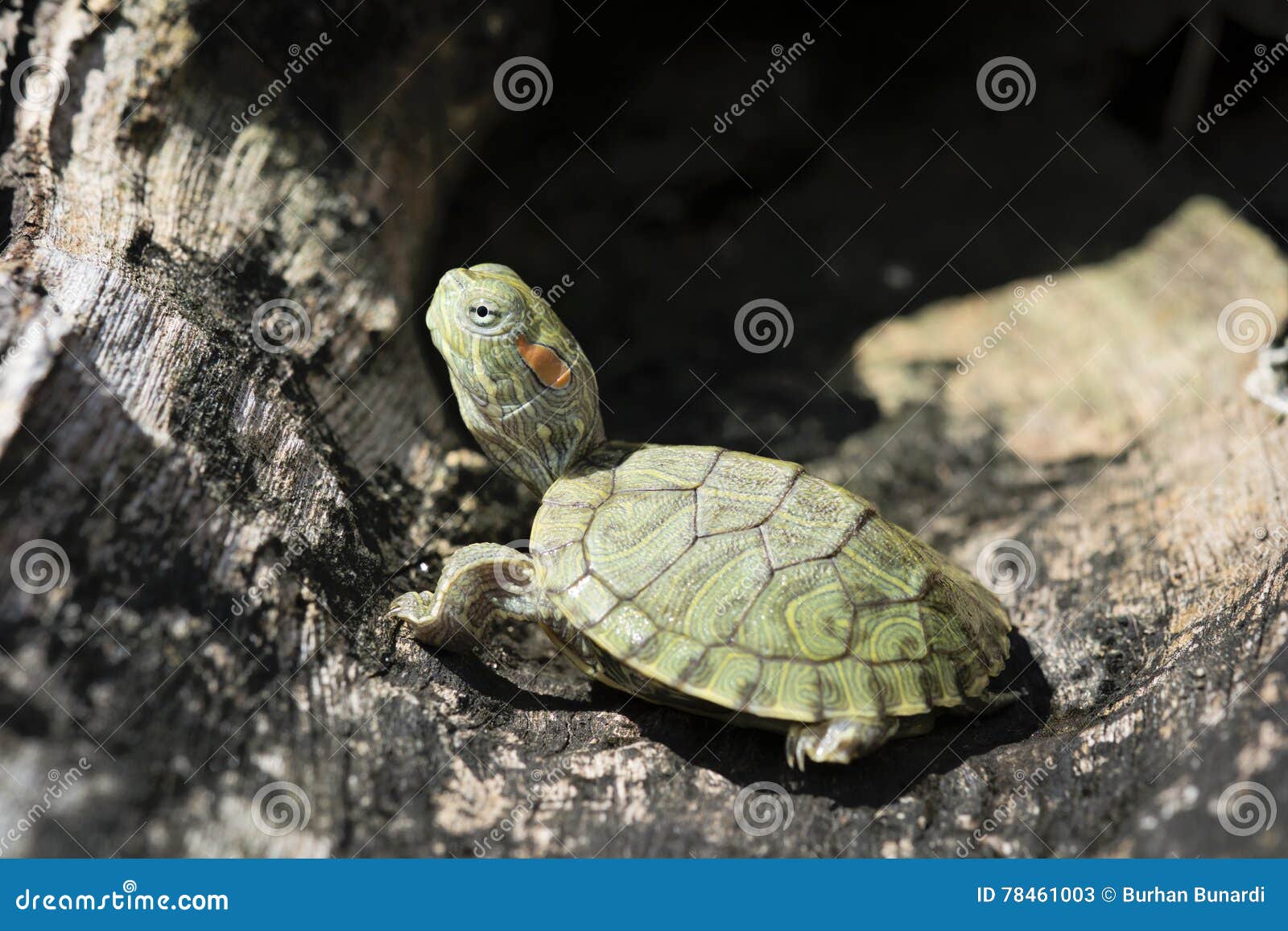 The Brazilian turtle stock image. Image of turtle, fauna - 78461003