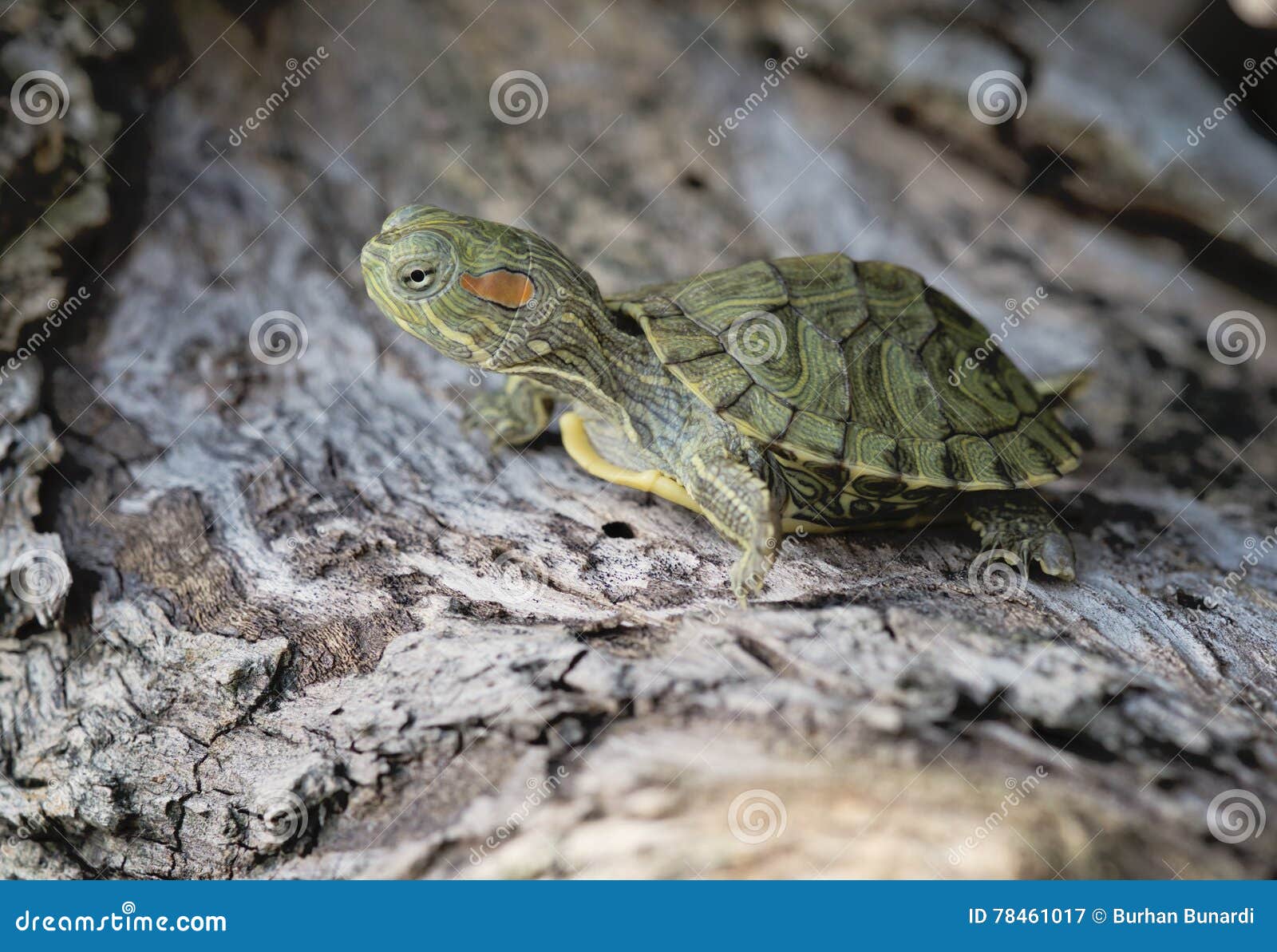 The Brazilian turtle stock image. Image of fauna, brazilian - 78461017