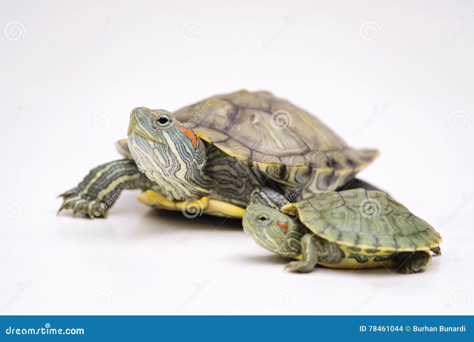 The Brazilian turtle stock photo. Image of brazil, animal - 78461044