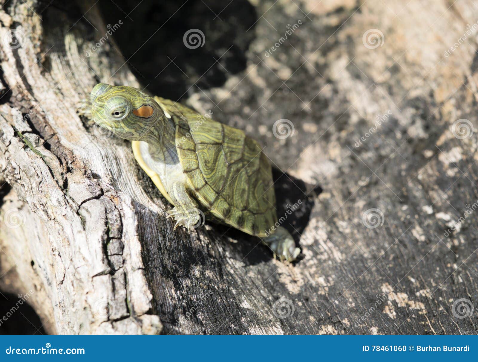 The Brazilian turtle stock photo. Image of reptile, nature - 78461060