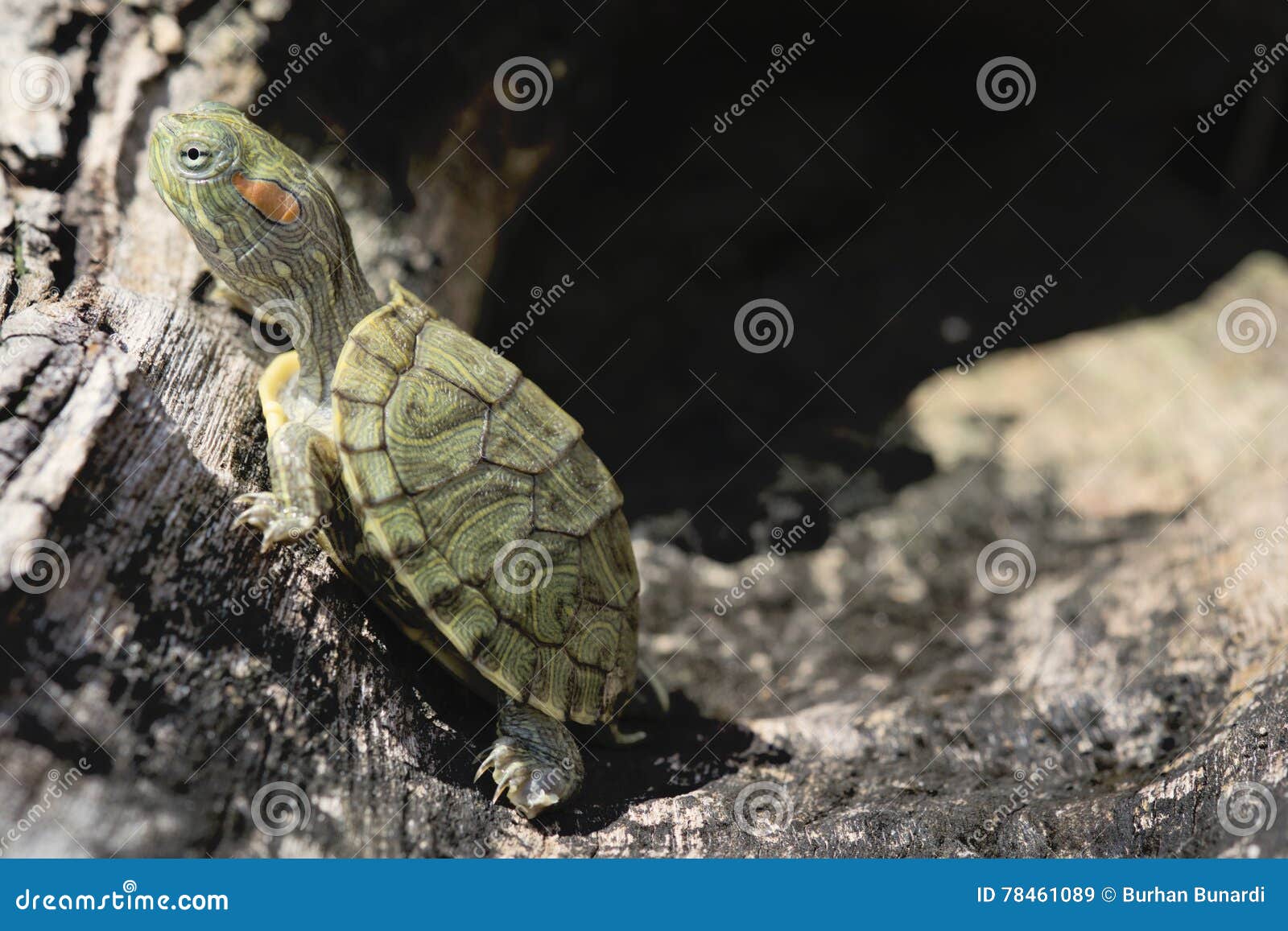 The Brazilian turtle stock image. Image of exotic, wildlife - 78461089
