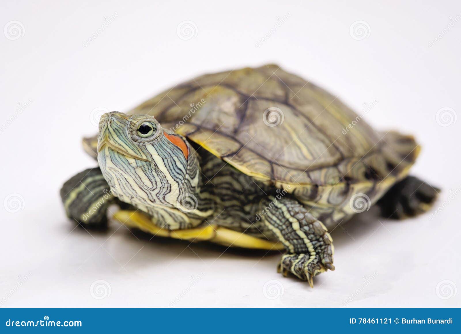 The Brazilian turtle stock image. Image of tortoise, shell - 78461121