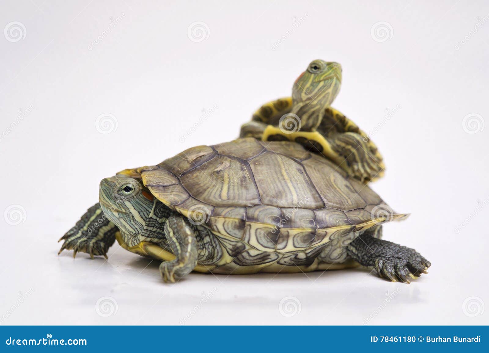 The Brazilian turtle stock photo. Image of brazilian - 78461180