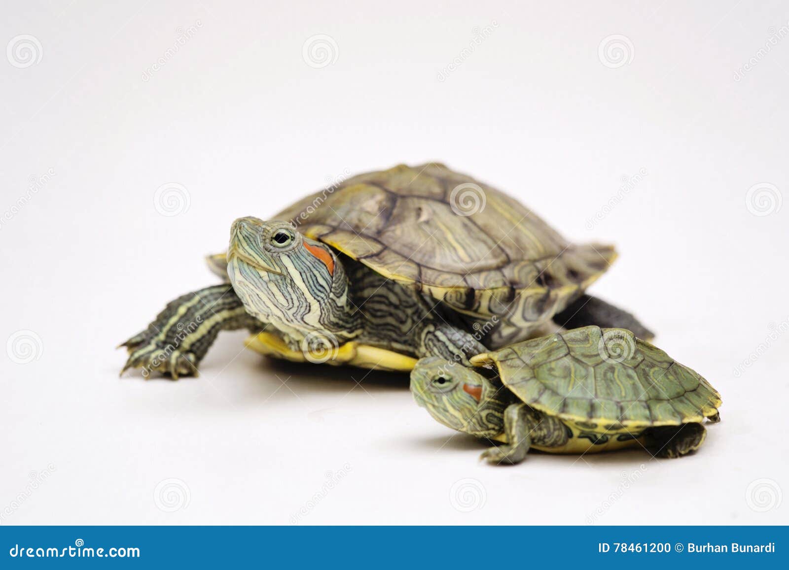 The Brazilian turtle stock photo. Image of eared, brazil - 78461200