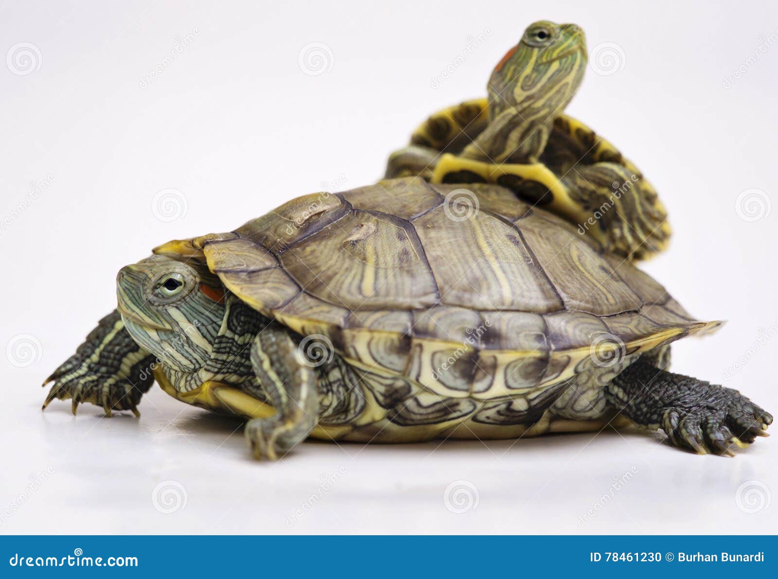 The Brazilian turtle stock photo. Image of slider, cute - 78461230