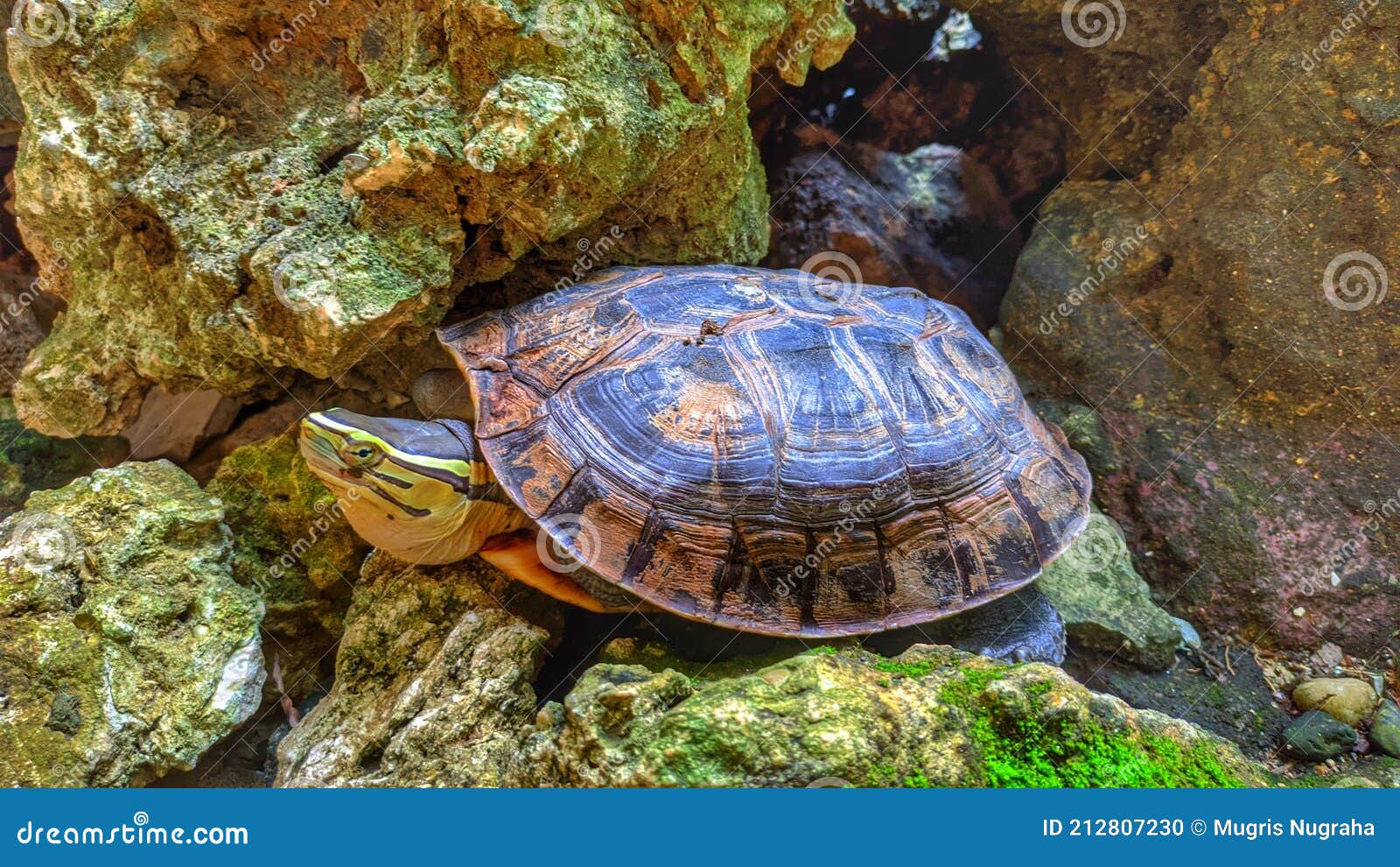 Brazilian Turtle on the Rock Stock Photo - Image of brazilian, turtle ...