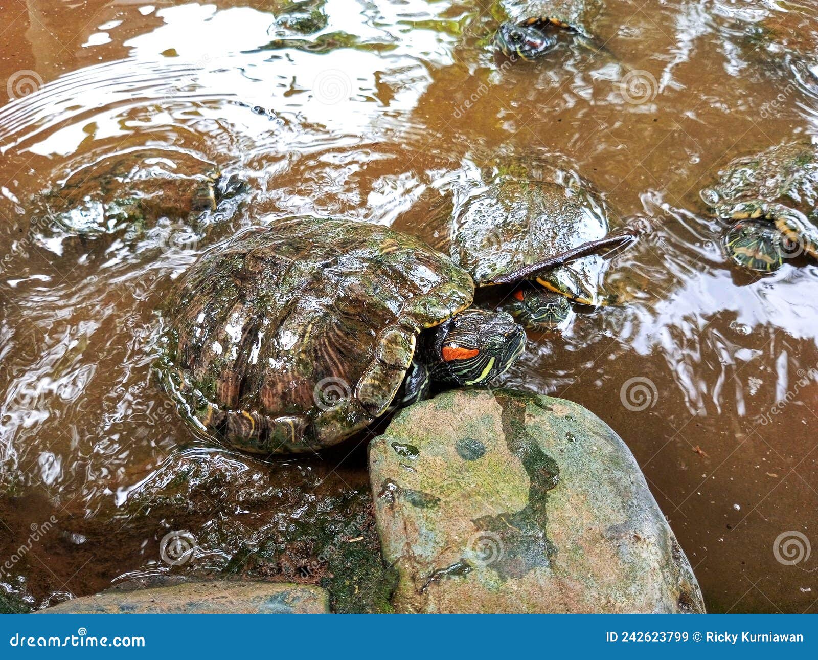 Brazilian Turtle or Scientific Name Red Eared Terrapin - Trachemys ...