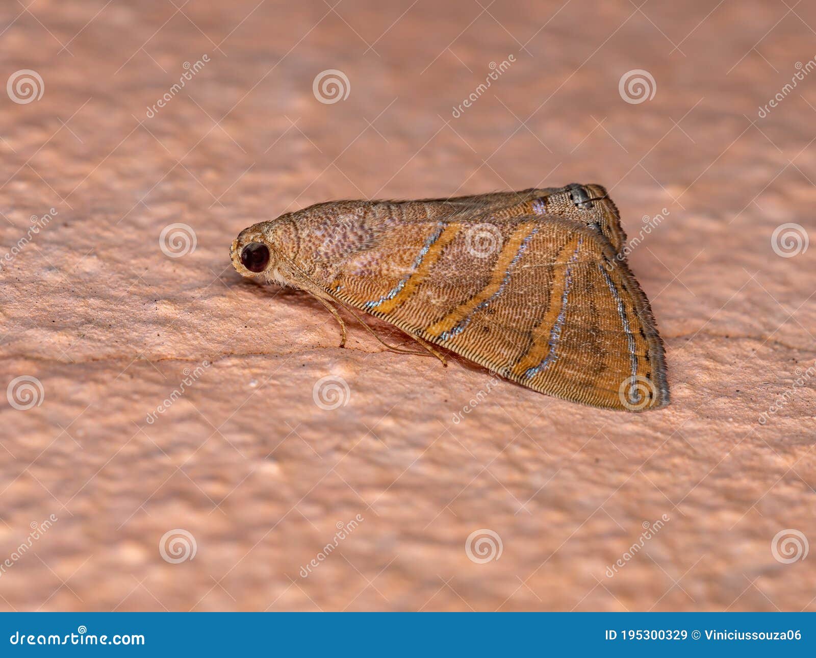 Brazilian Underwing moth stock image. Image of colorful - 195300329
