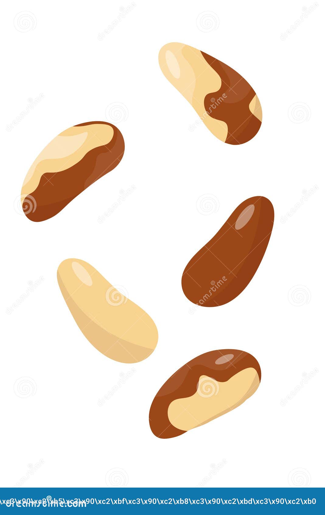 Brazilian Walnut On An Isolated Background In A Cartoon Flat Style ...