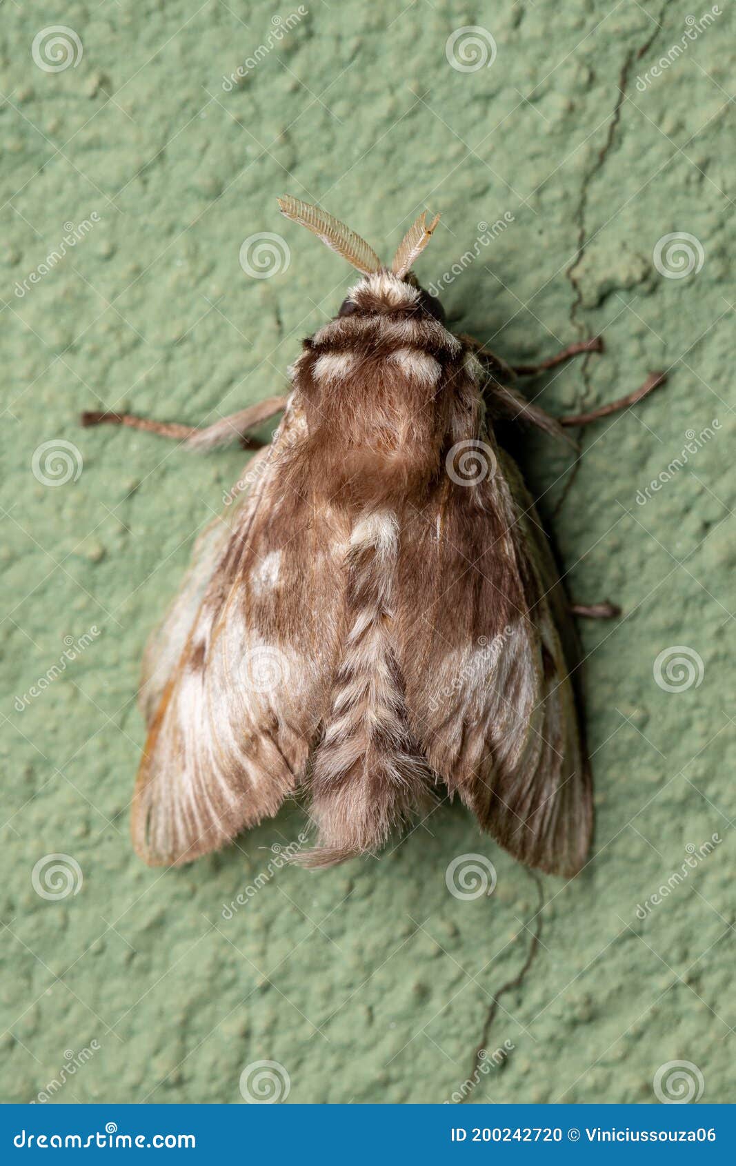 Brazilian white moth stock photo. Image of wildlife - 200242720