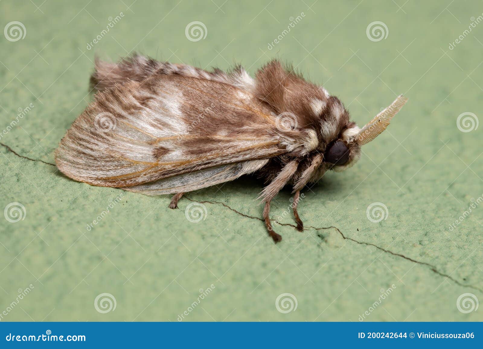 Brazilian white moth stock photo. Image of noctuoidea - 200242644