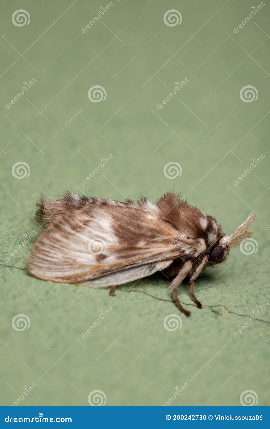 Brazilian white moth stock photo. Image of nocturnal - 200242730