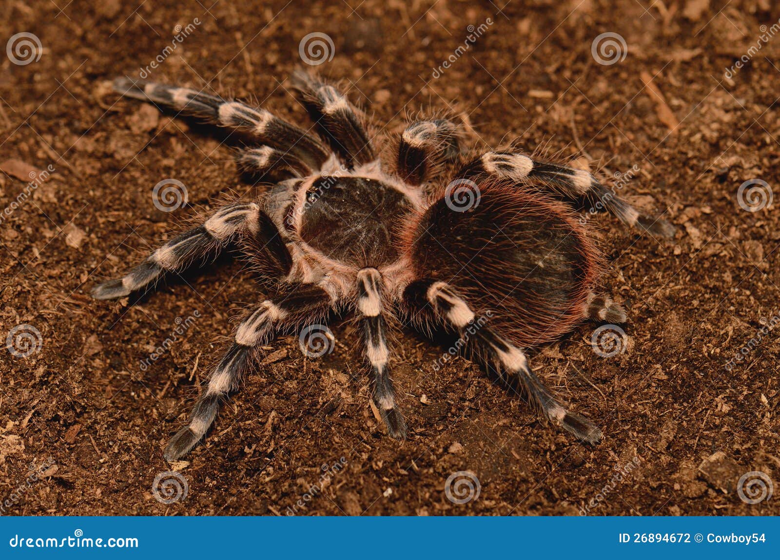 The Brazilian Red And White Tarantula Nhandu Chromatus Isolated On ...