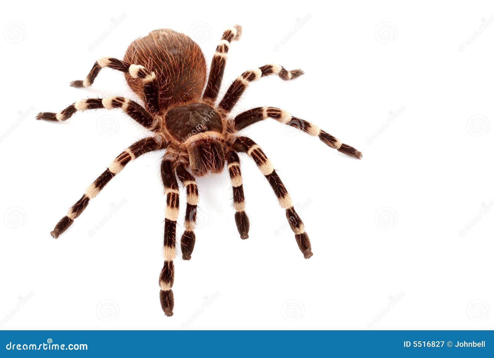Brazilian White Stripe Tarantula (Acanthoscurria G Stock Image - Image ...