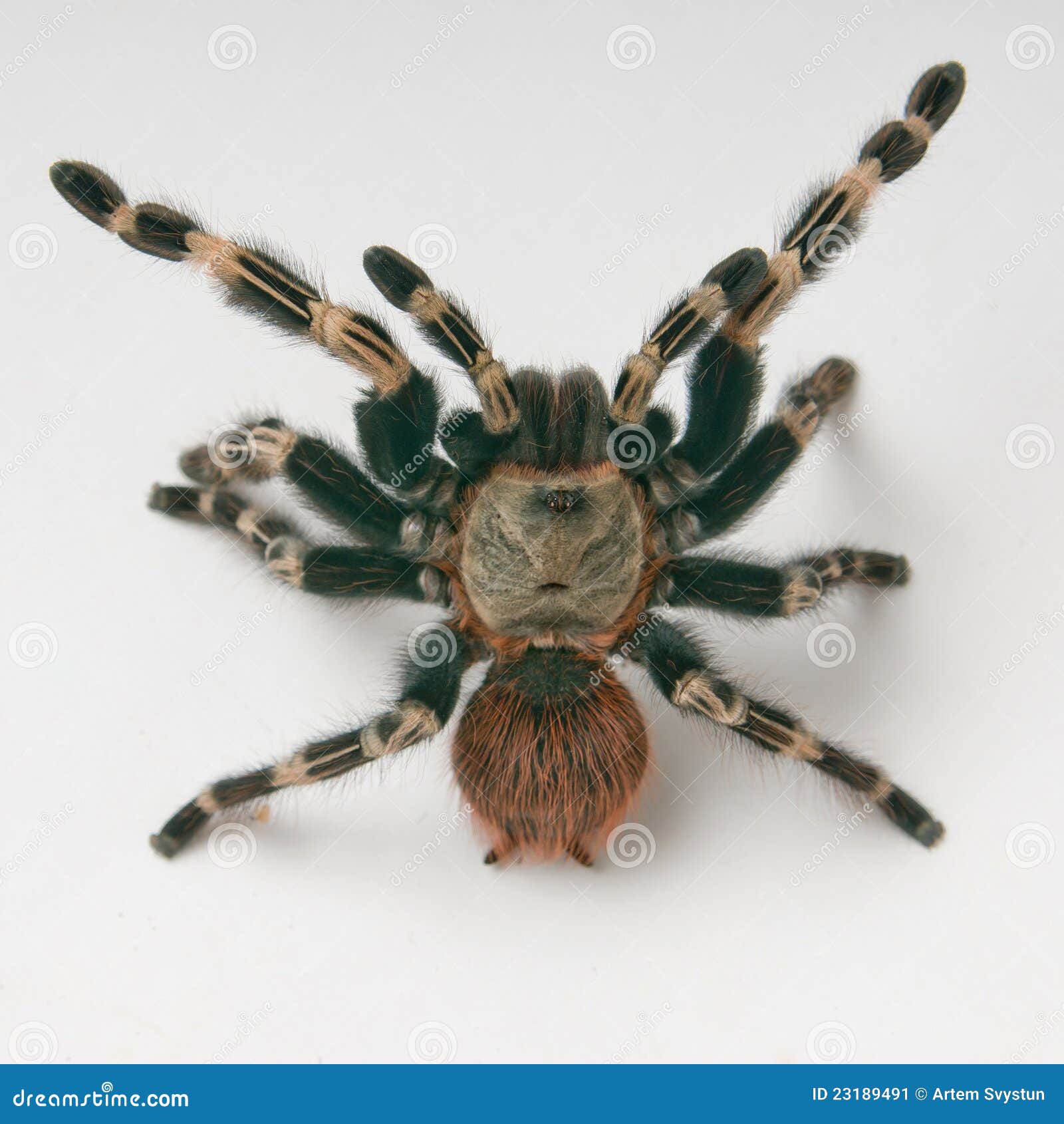 Brazilian Whiteknee Tarantula in Attack Stock Image - Image of belly ...