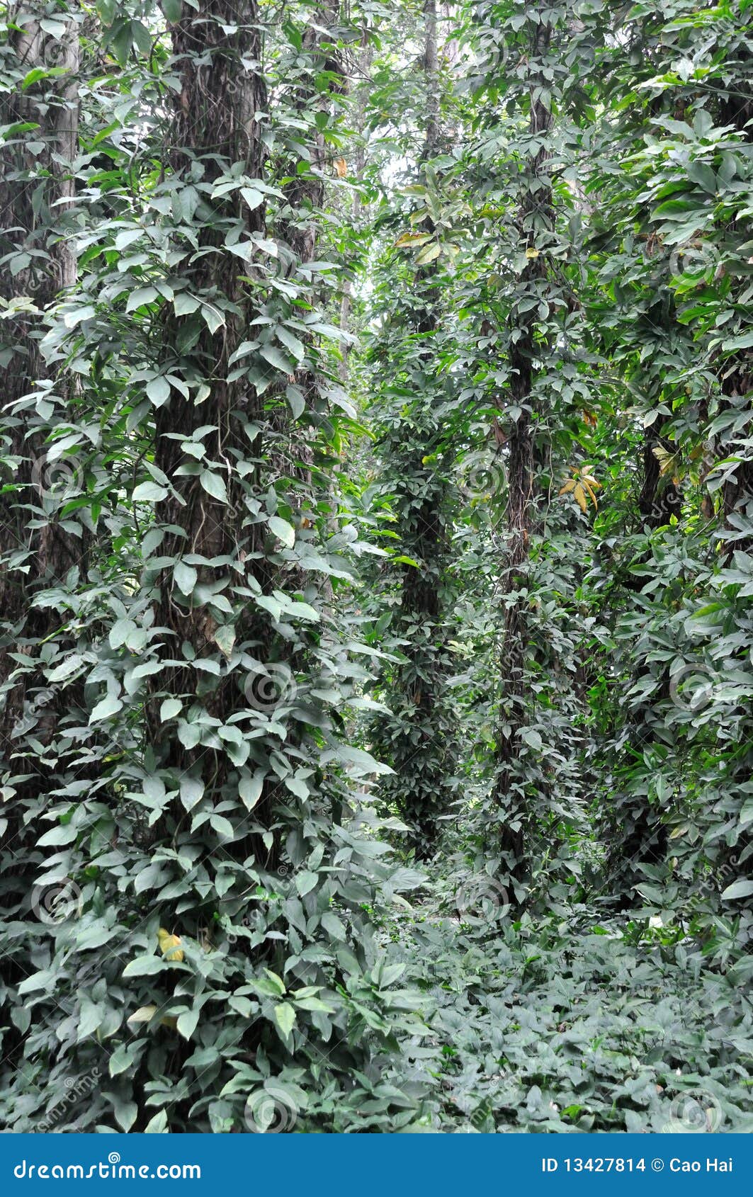 Brazilwood and liane stock photo. Image of liane, hurst - 13427814