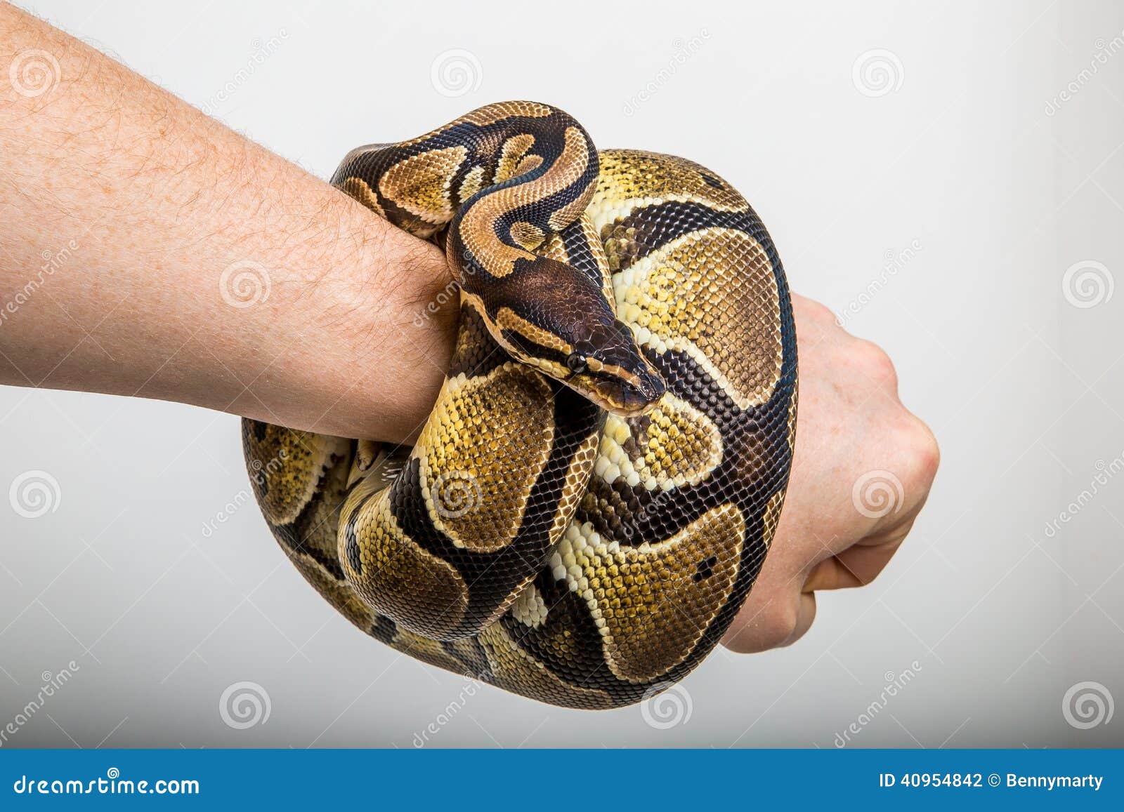Brazo De La Serpiente: Python Real Foto de archivo - Imagen de ...
