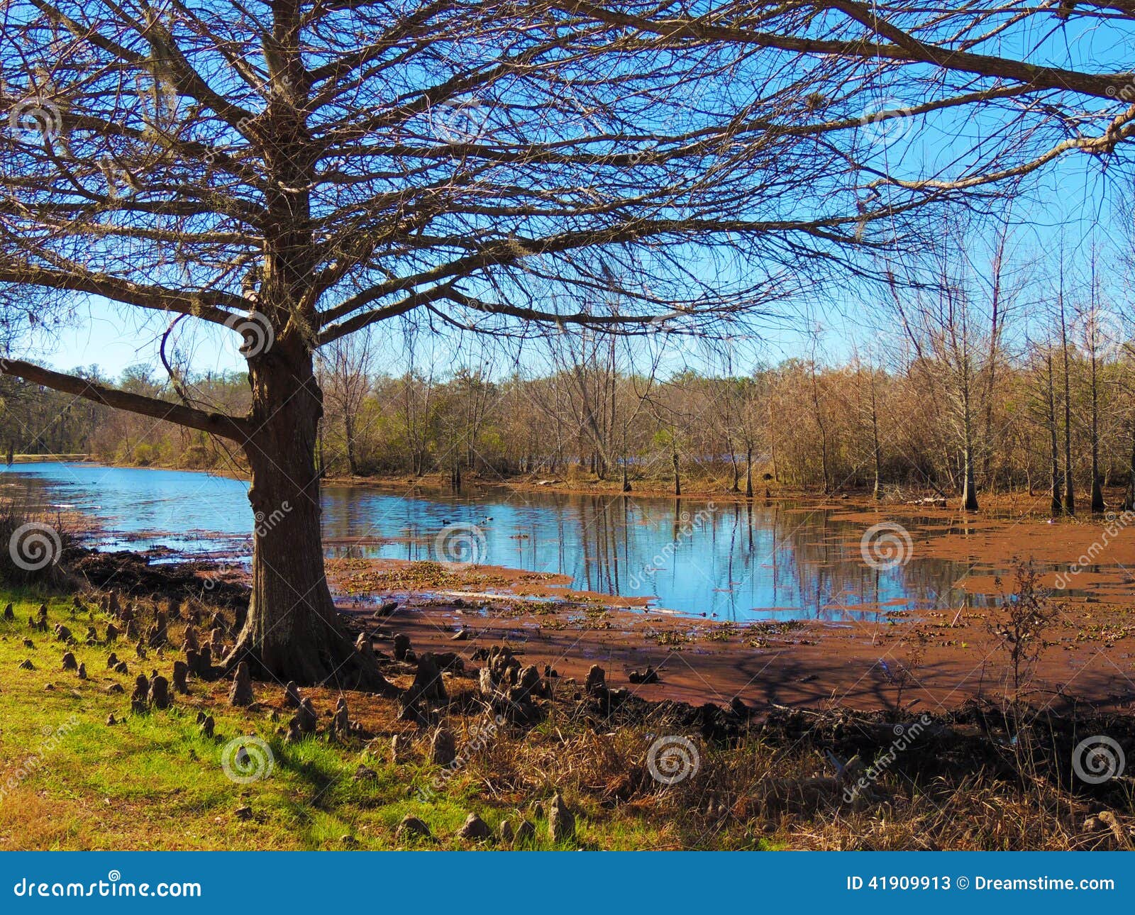 Brazos Bend State Park stock image. Image of rocks, texas - 41909913
