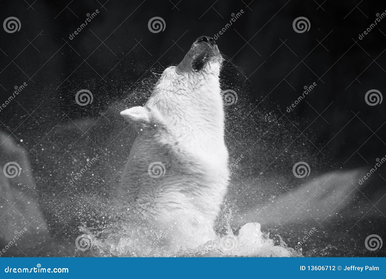 The Breach stock photo. Image of bear, playing, profiles - 13606712