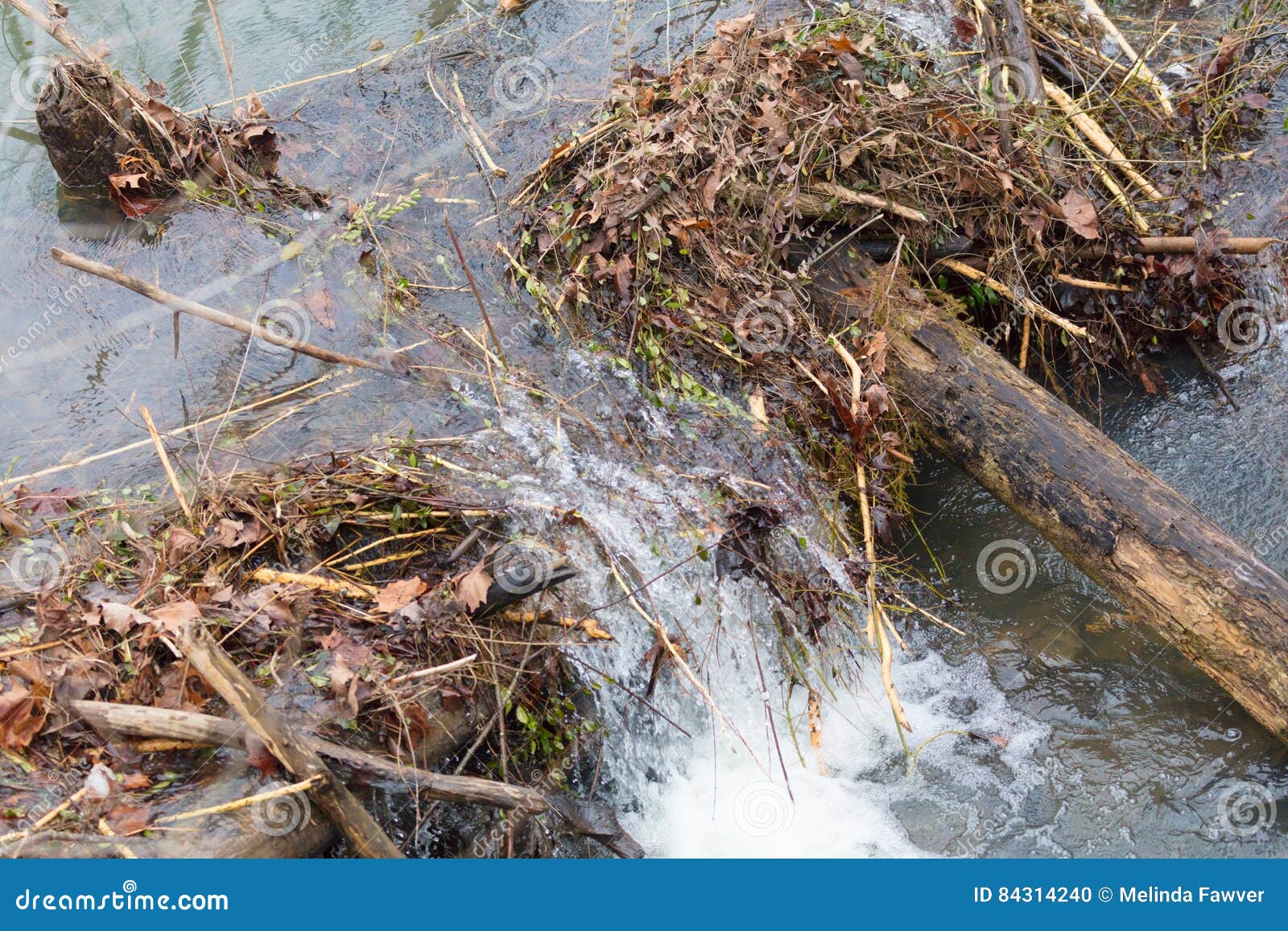 Breached Beaver Dam stock photo. Image of breach, twigs - 84314240