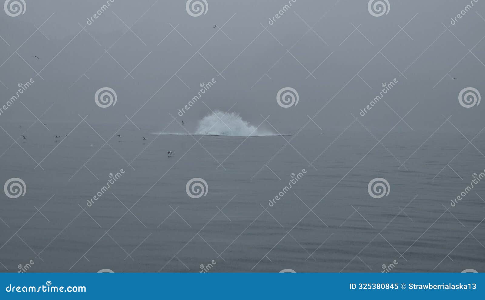 Breached Humpback Whale Splash Alaska Stock Image - Image of splash ...