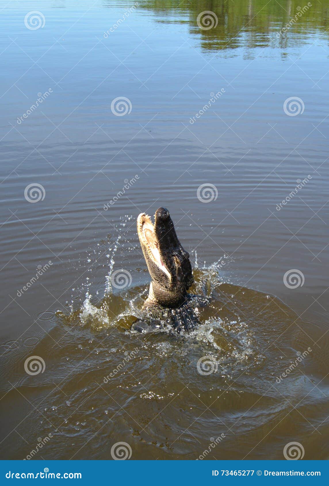 Breaching alligator stock image. Image of bison, teeth - 73465277