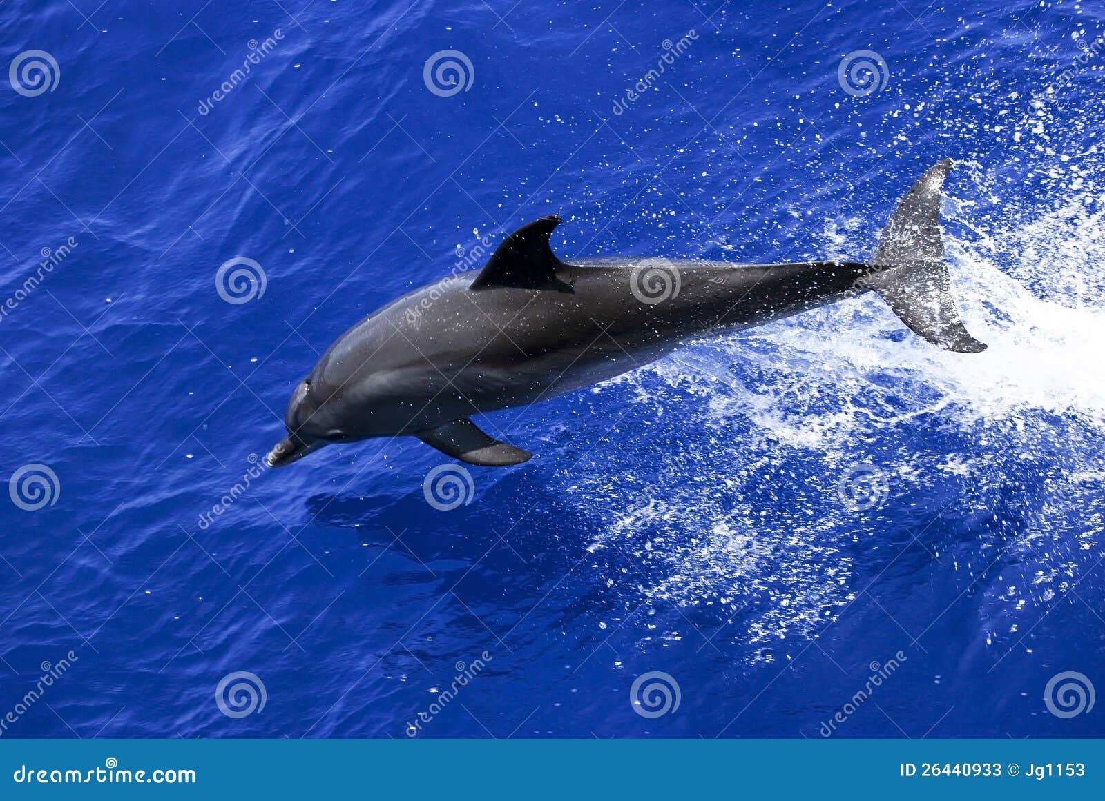 Breaching Dolphin stock image. Image of atlantic, mammalogy - 26440933