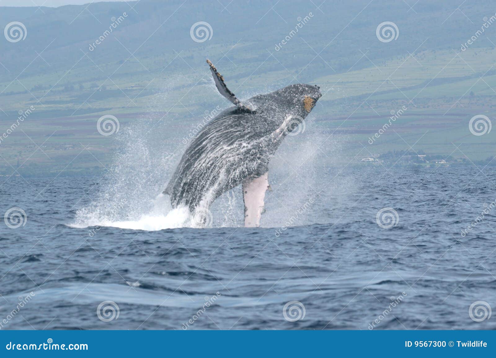 Breaching Humpback Whale stock photo. Image of humpback - 9567300