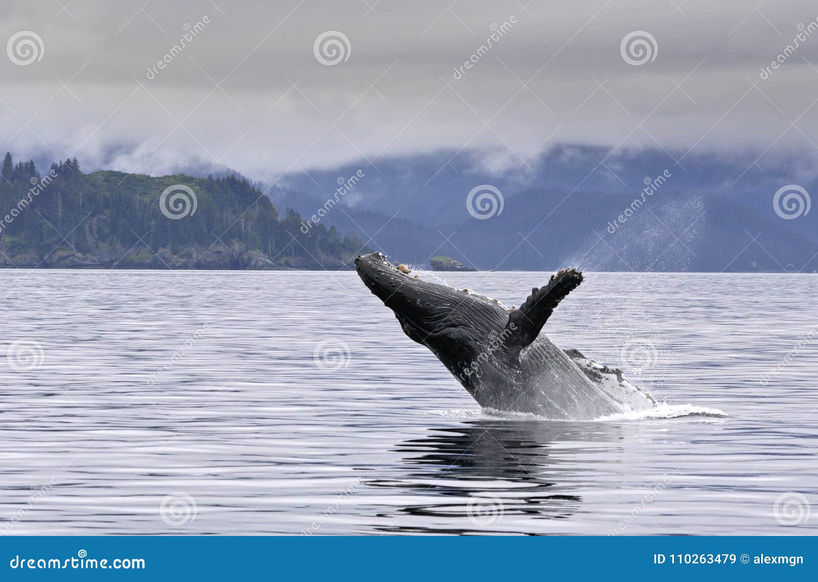 Breaching Whale in the Alaskan Sea Stock Image - Image of breach, large ...