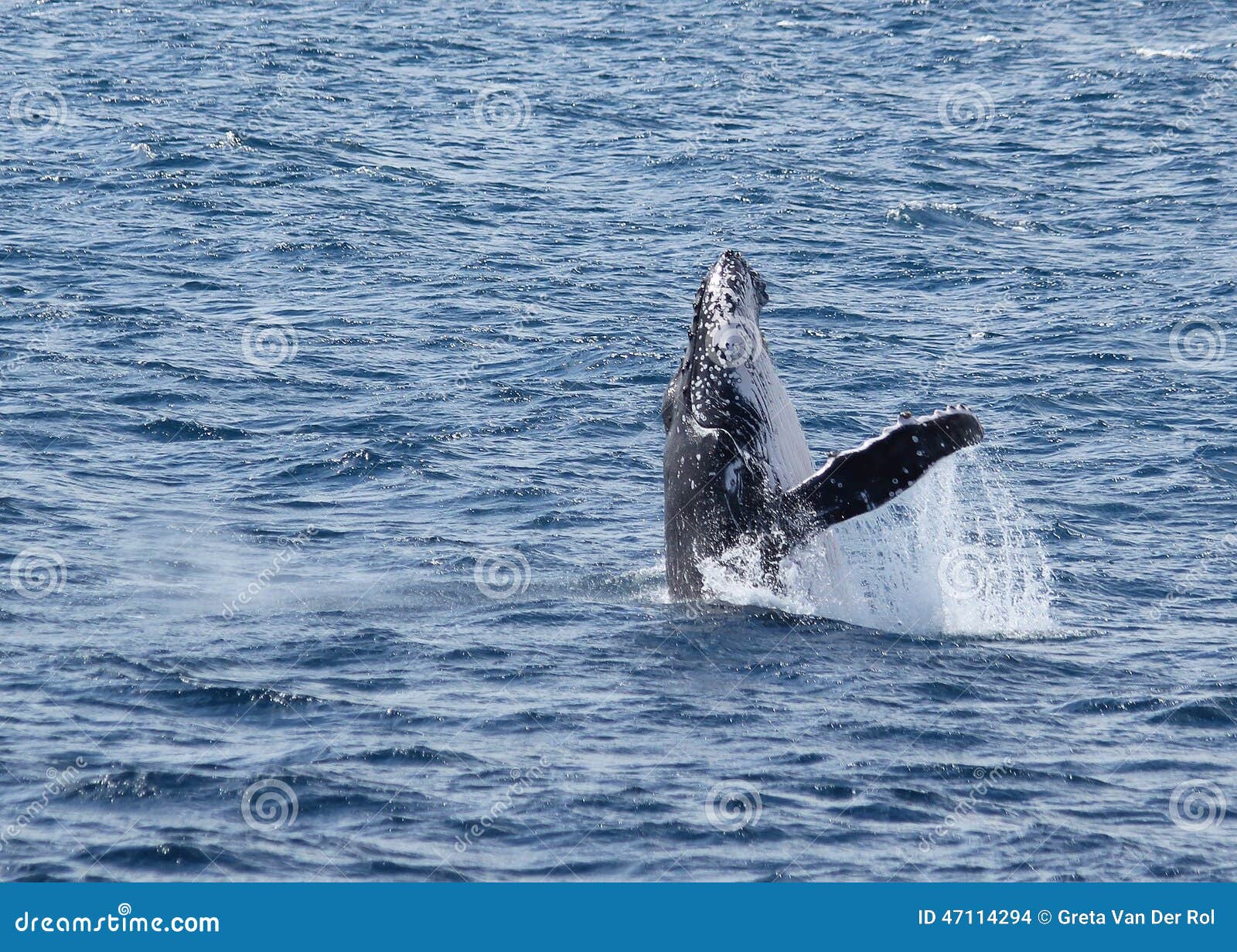 Breaching whale stock photo. Image of ocean, whale, platypus - 47114294