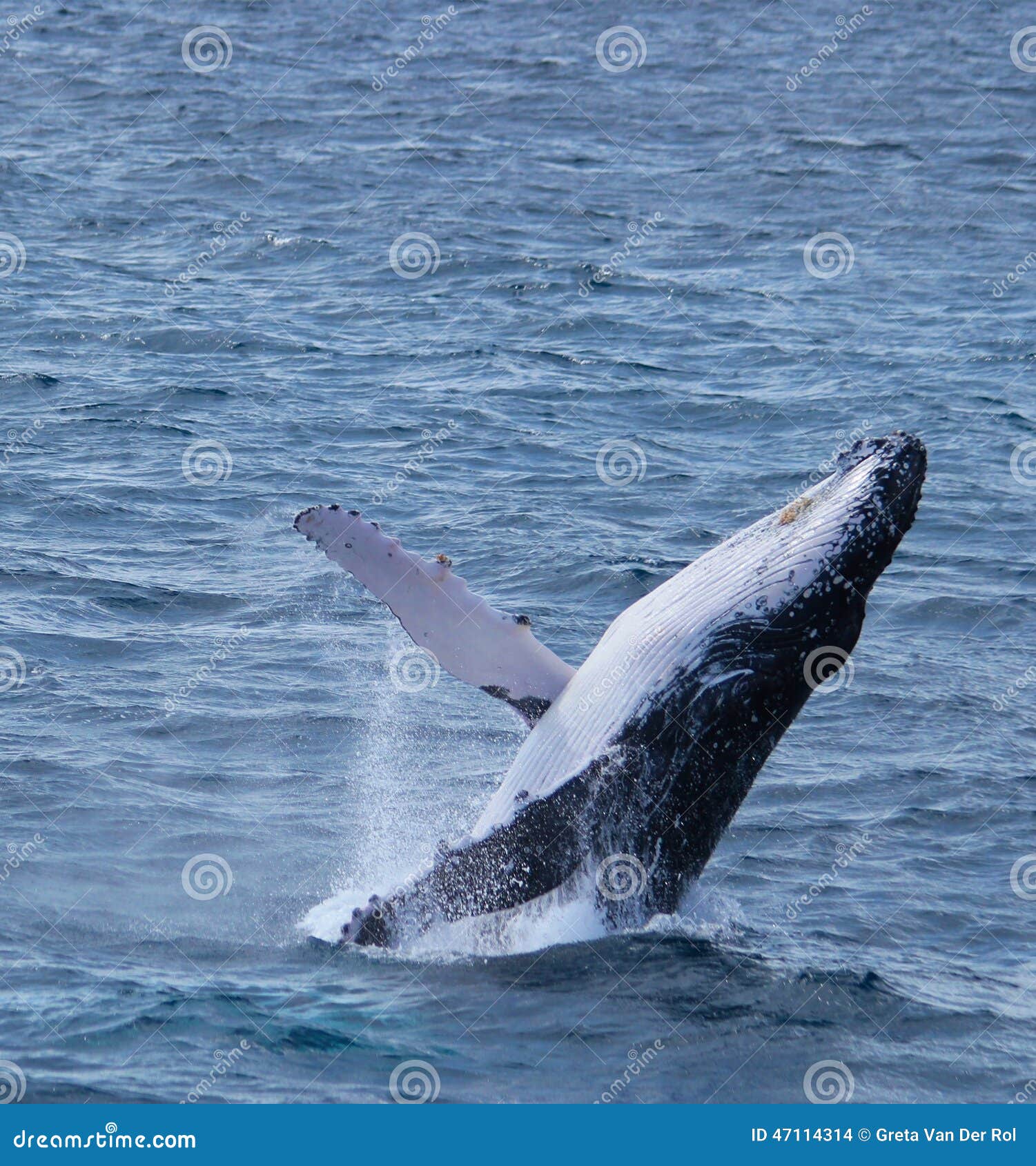 Breaching whale stock photo. Image of platypus, watching - 47114314