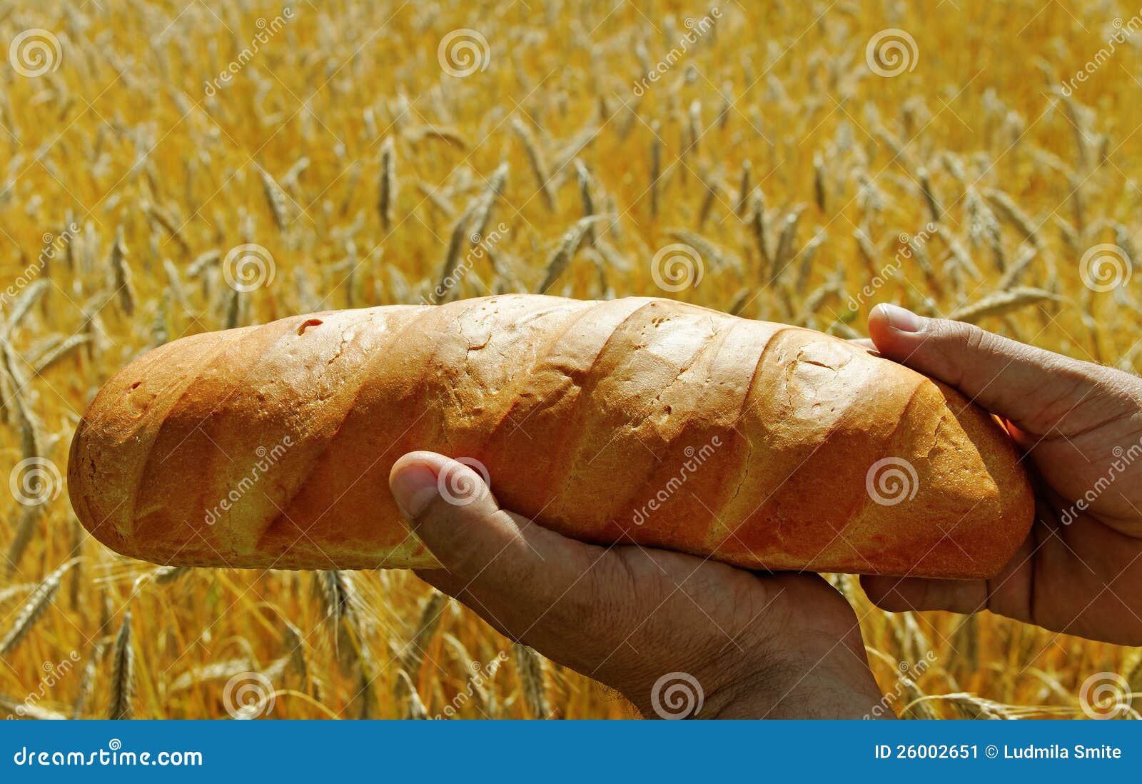 Bread above field. stock image. Image of spike, cereal - 26002651