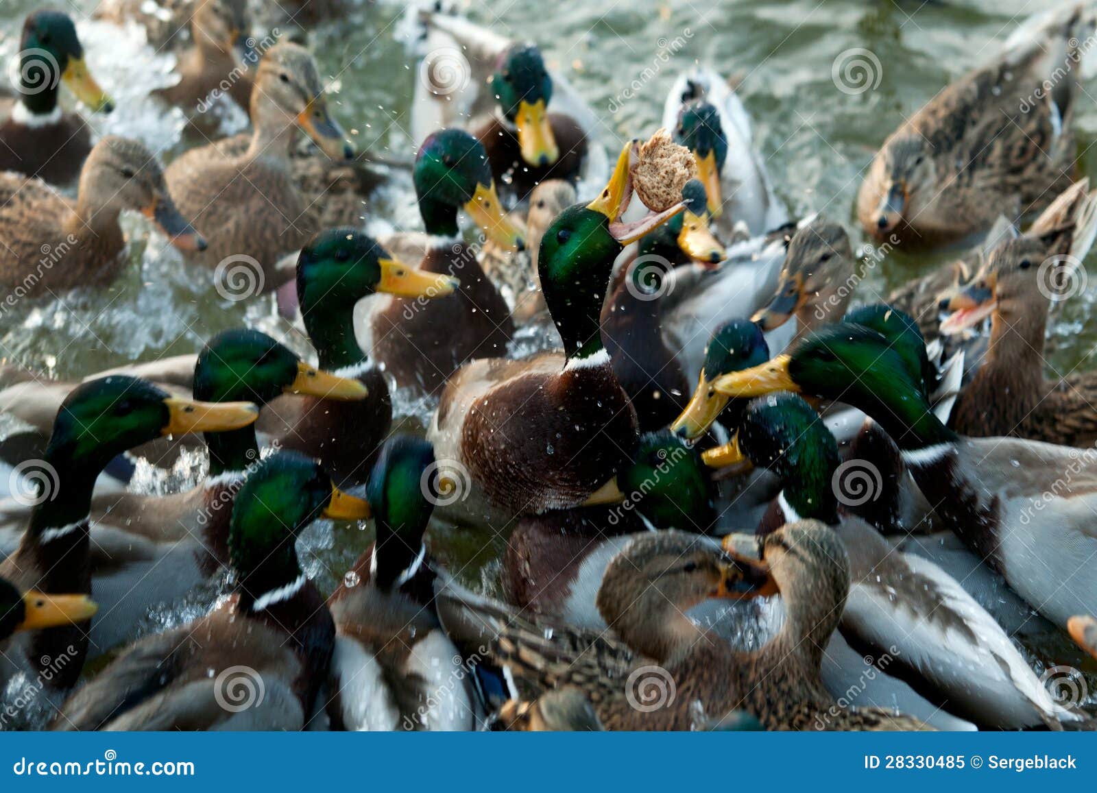 Bread in beak hungry duck stock image. Image of green - 28330485
